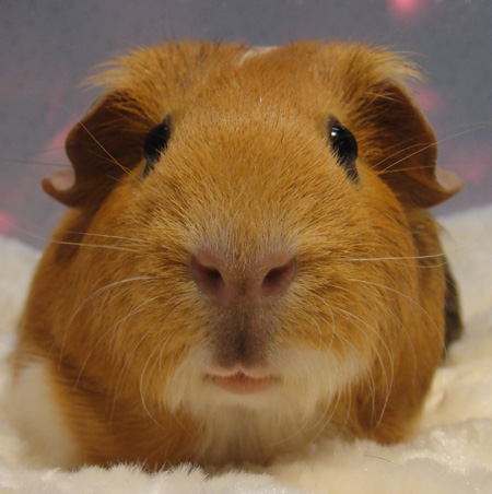 Available Guinea Pigs