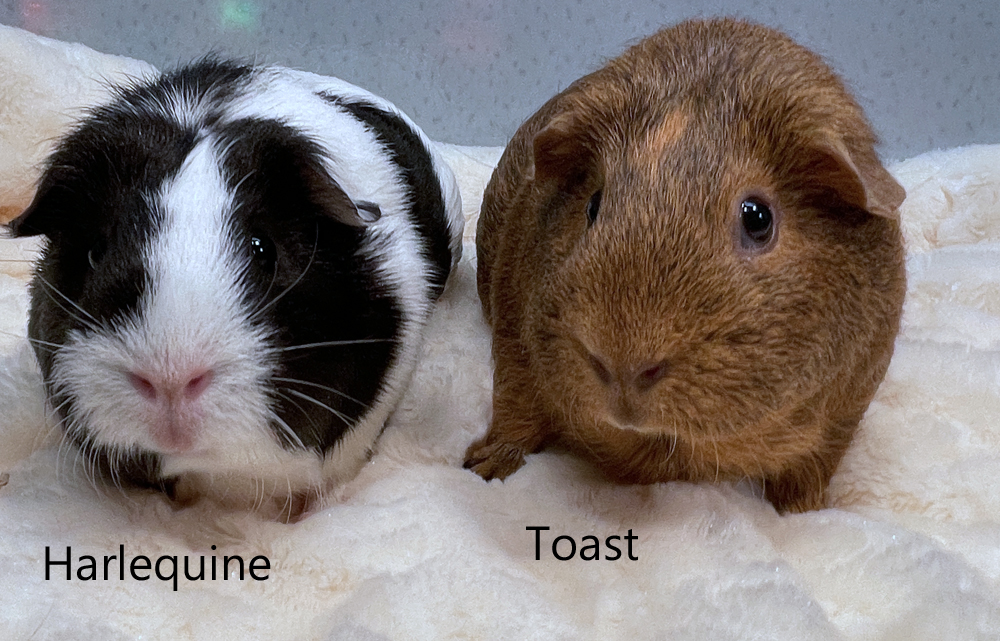 Available Guinea Pigs
