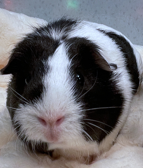 Available Guinea Pigs