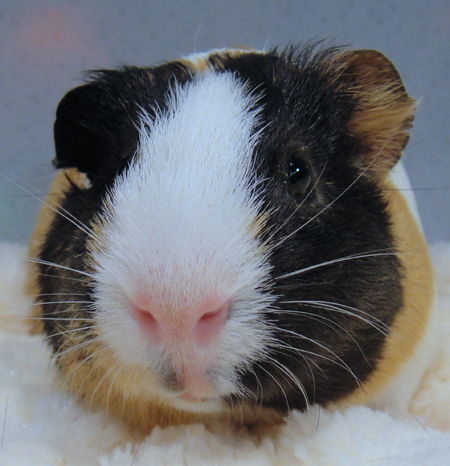 Available Guinea Pigs