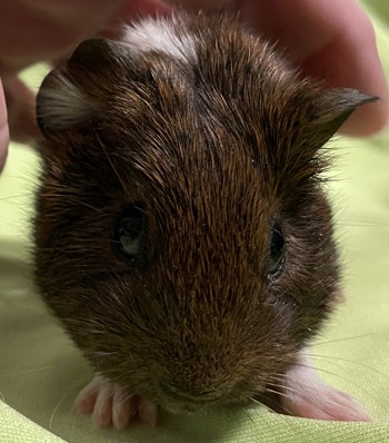Available Guinea Pigs